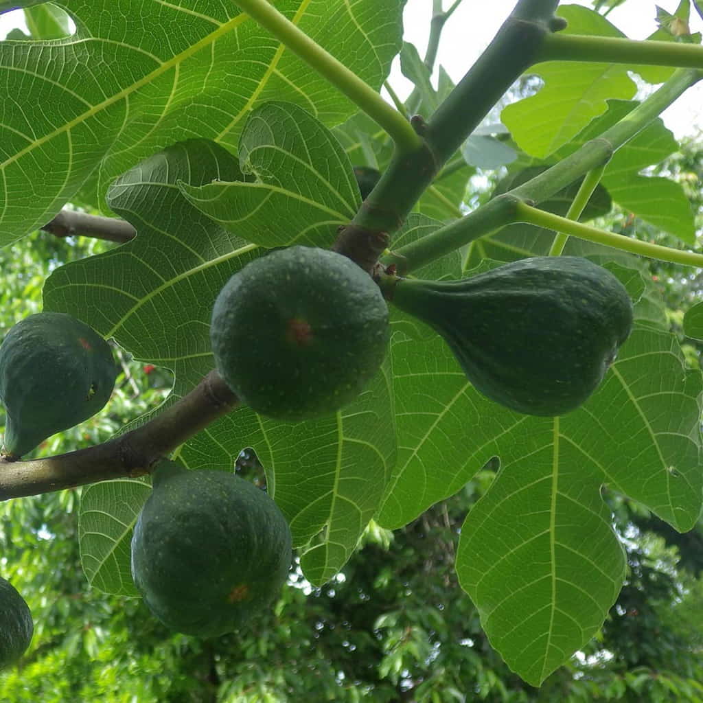 Italian Honey Fig, 3 Gallon Pot – Magnus Gardens