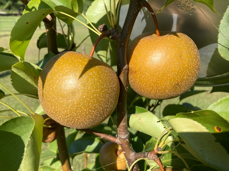 Pears – Magnus Gardens
