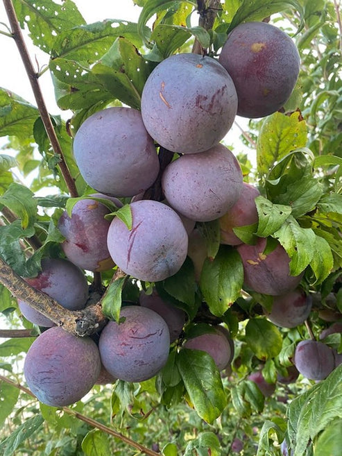 Black Ruby Plum Tree – Magnus Gardens