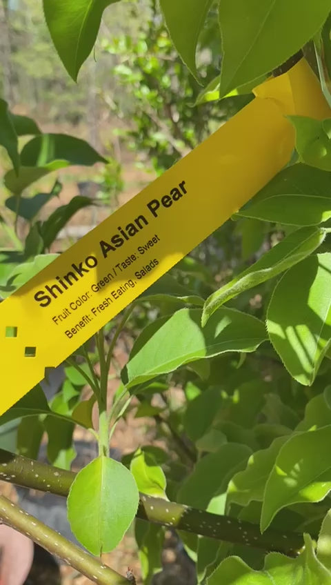 Shinsui Asian Pear Tree - 7 Feet Tall – Magnus Gardens